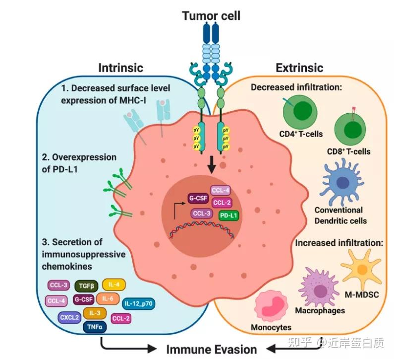 下一代肿瘤免疫治疗新靶点：GAS6/AXL - 知乎