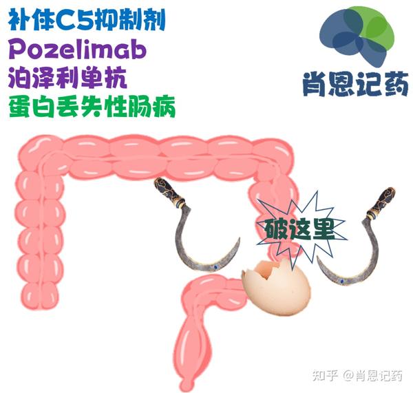 记住所有FDA生物药 | 补体C5抑制剂 | VEOPOZ® pozelimab | 蛋白丢失性肠病（CHAPLE病） - 知乎