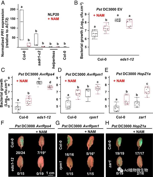 PNAS | 北卡教堂山分校Dangl团队研究揭示拟南芥免疫中TIR结构域的更广泛功能! - 知乎