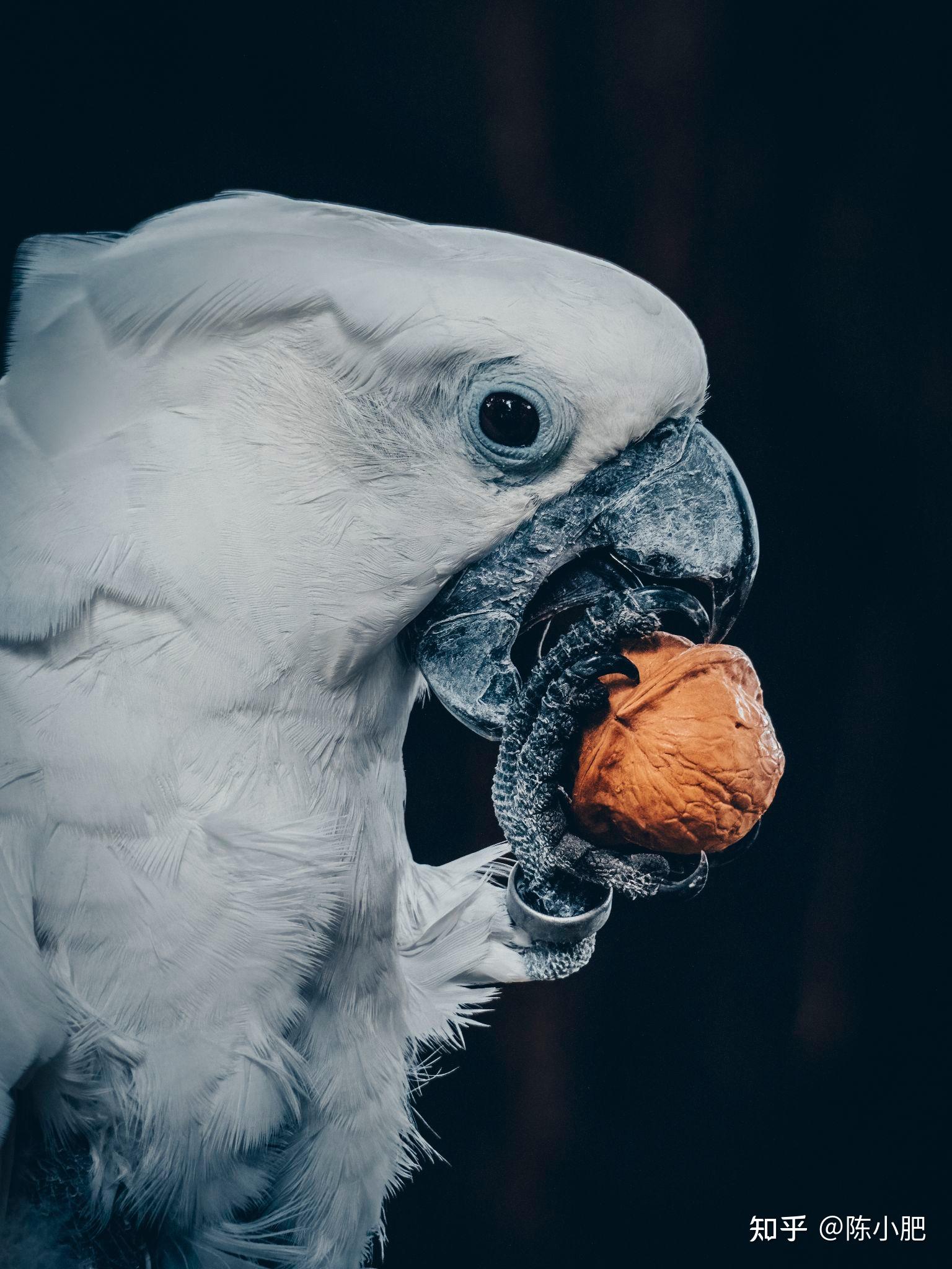 骁勇轻骑——奥林巴斯75-300 ii使用体验 - 知乎