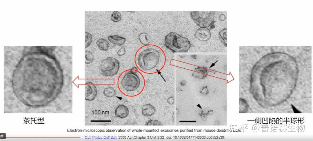 细胞学堂 | 外泌体提取、鉴定方法 - 知乎