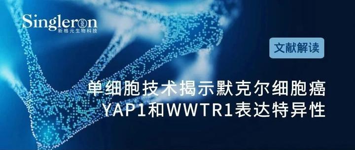 单细胞技术揭示默克尔细胞癌YAP1和WWTR1表达特异性 - 知乎