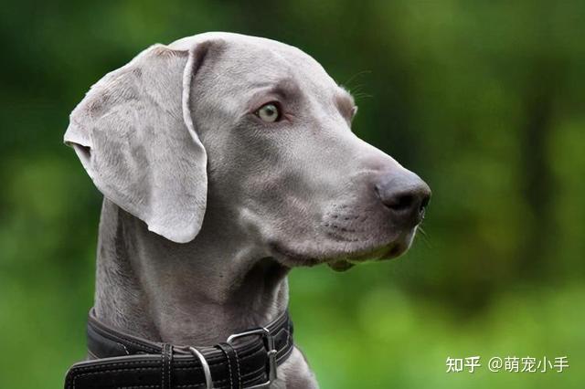“威玛犬”为什么那么少人养？光有颜值，很难爱起来 - 知乎