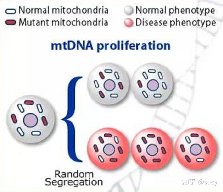 线粒体基因 - 知乎
