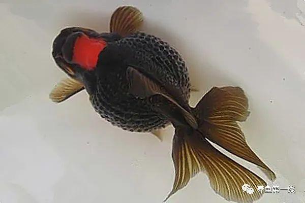 水生生物图文欣赏：金鱼赏阅(下)---文种金鱼64种 - 知乎