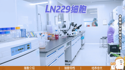 LN229细胞培养，人胶质母细胞瘤细胞培养攻略 - 知乎