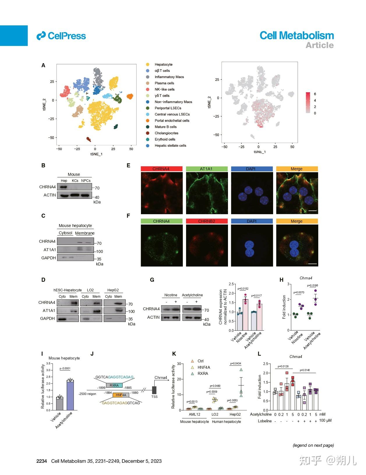 吸烟激动肝细胞CHRNA4介导免疫细胞产生的乙酰胆碱对MASH有促进作用 - 知乎