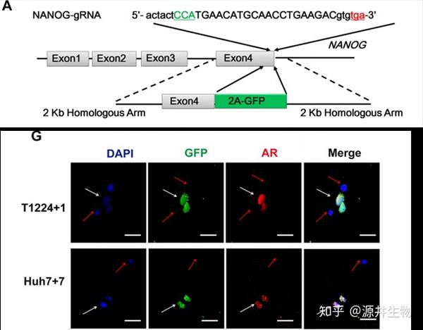 科研利器：基因编辑Huh-7细胞系—助力冠状病毒、药物代谢、癌症研究 - 知乎