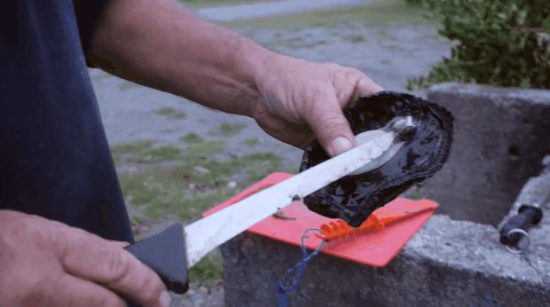 黑鲍鱼长啥样？好吃么？怎么吃？ - 知乎