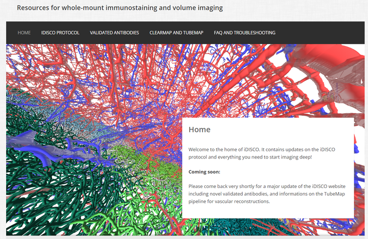 iDISCO透明化方法 - 知乎