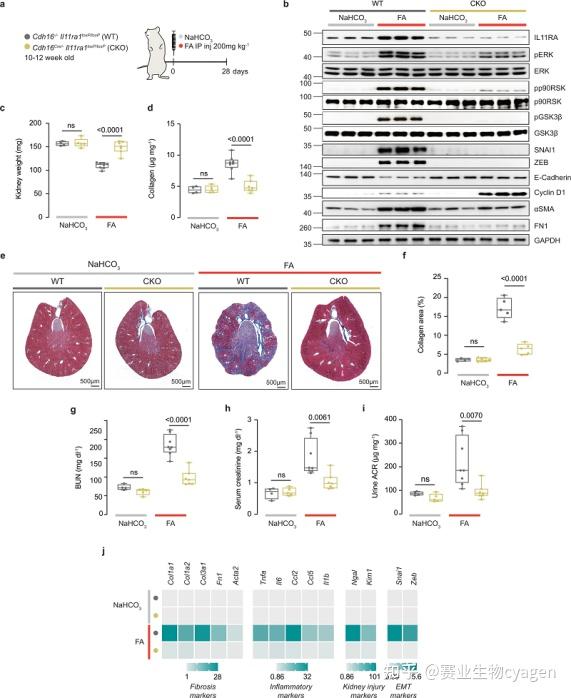 慢性肾病有救了？新研究表明IL11有望成为治疗靶点，促进肾脏再生 - 知乎