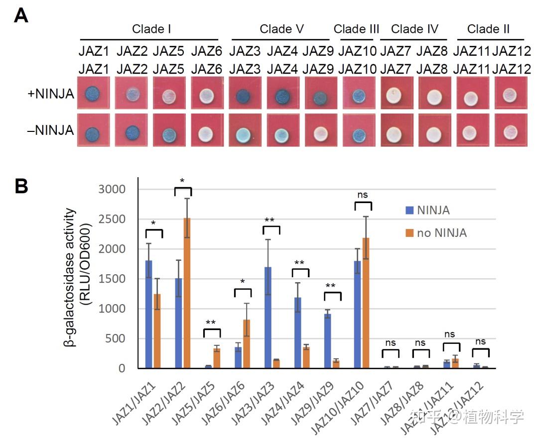 Plant Com | 美国Van Andel研究所联合多家单位解析JA途径中JAZ-JAZ和JAZ-NINJA的复合物特征 - 知乎