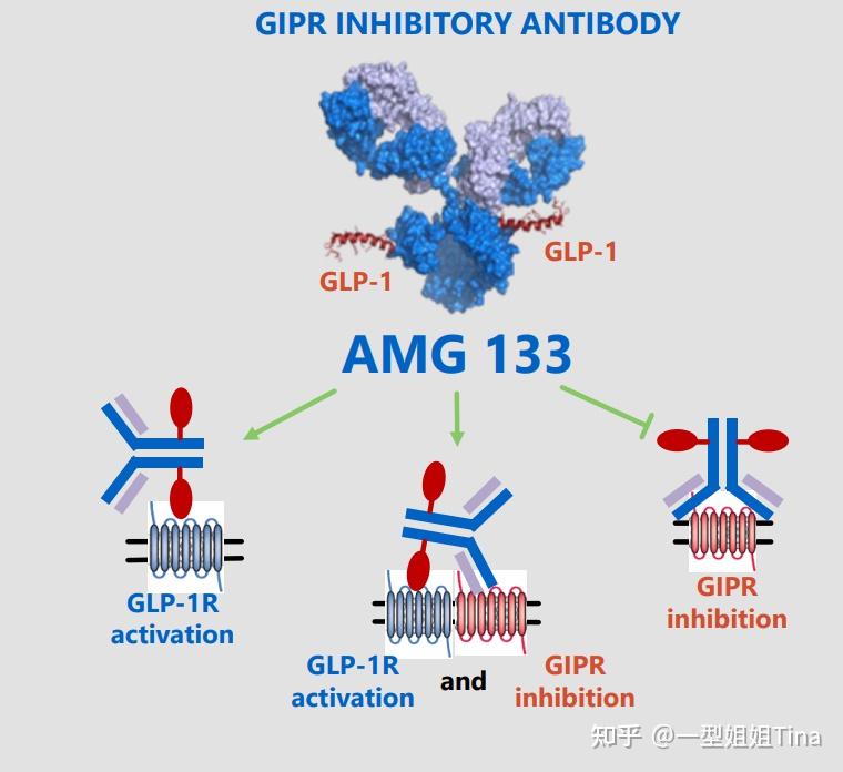 质疑GLP-1，理解GLP-1，成为GLP-1 - 知乎