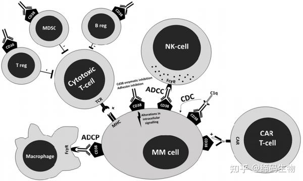 肿瘤免疫靶点 | CD38 - 知乎