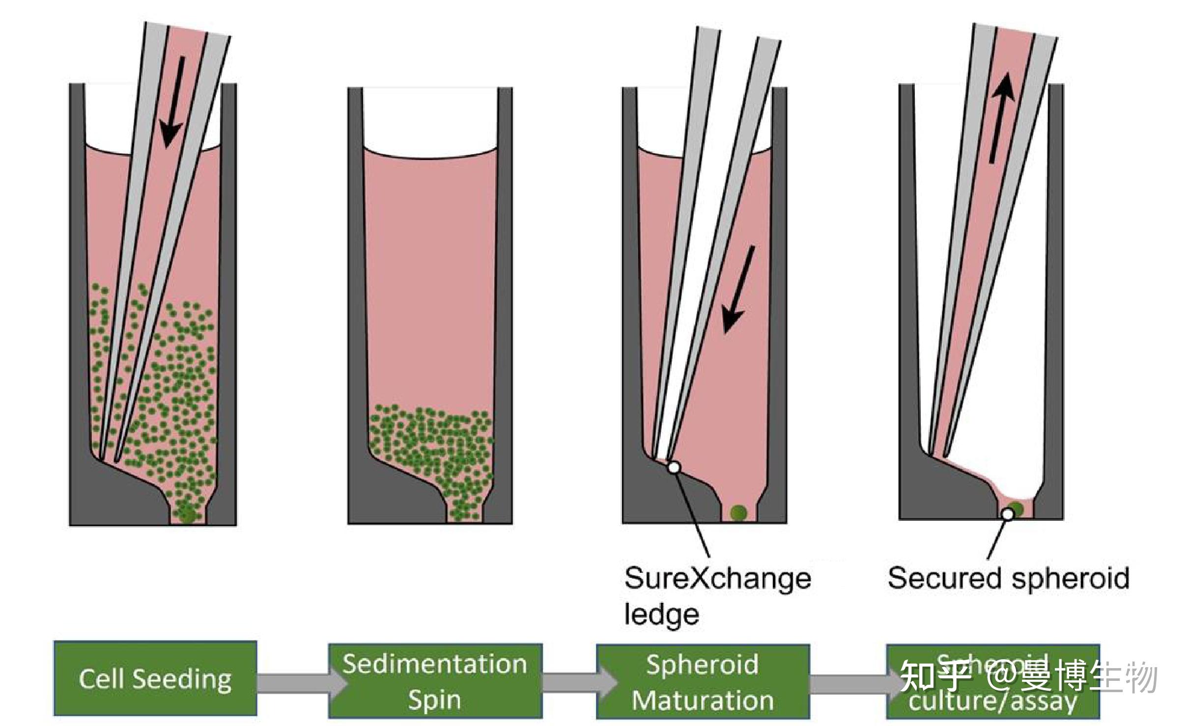 使用Akura系列培养板开展肿瘤微球无支架3D细胞培养 - 知乎