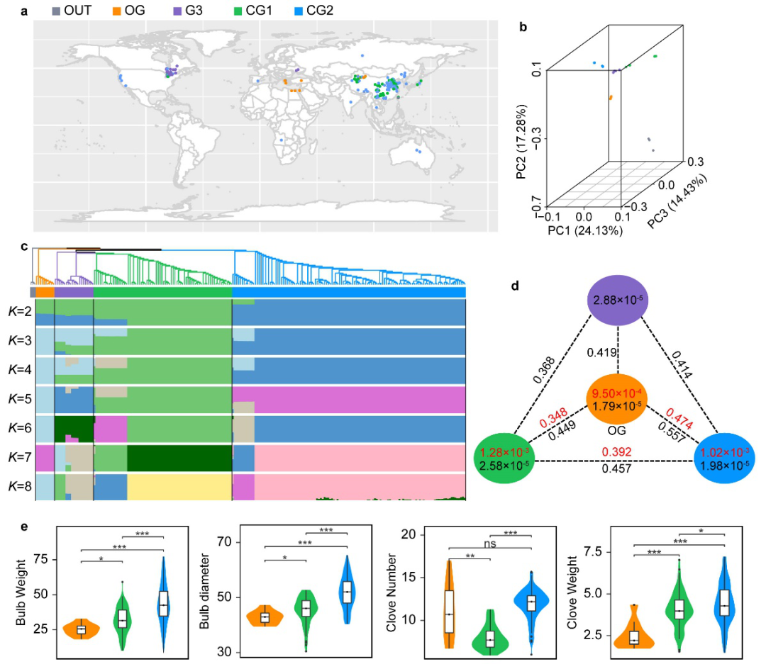 Genome Biology | 中麻所/扬州大学刘头明团队揭示大蒜种群进化历史 - 知乎