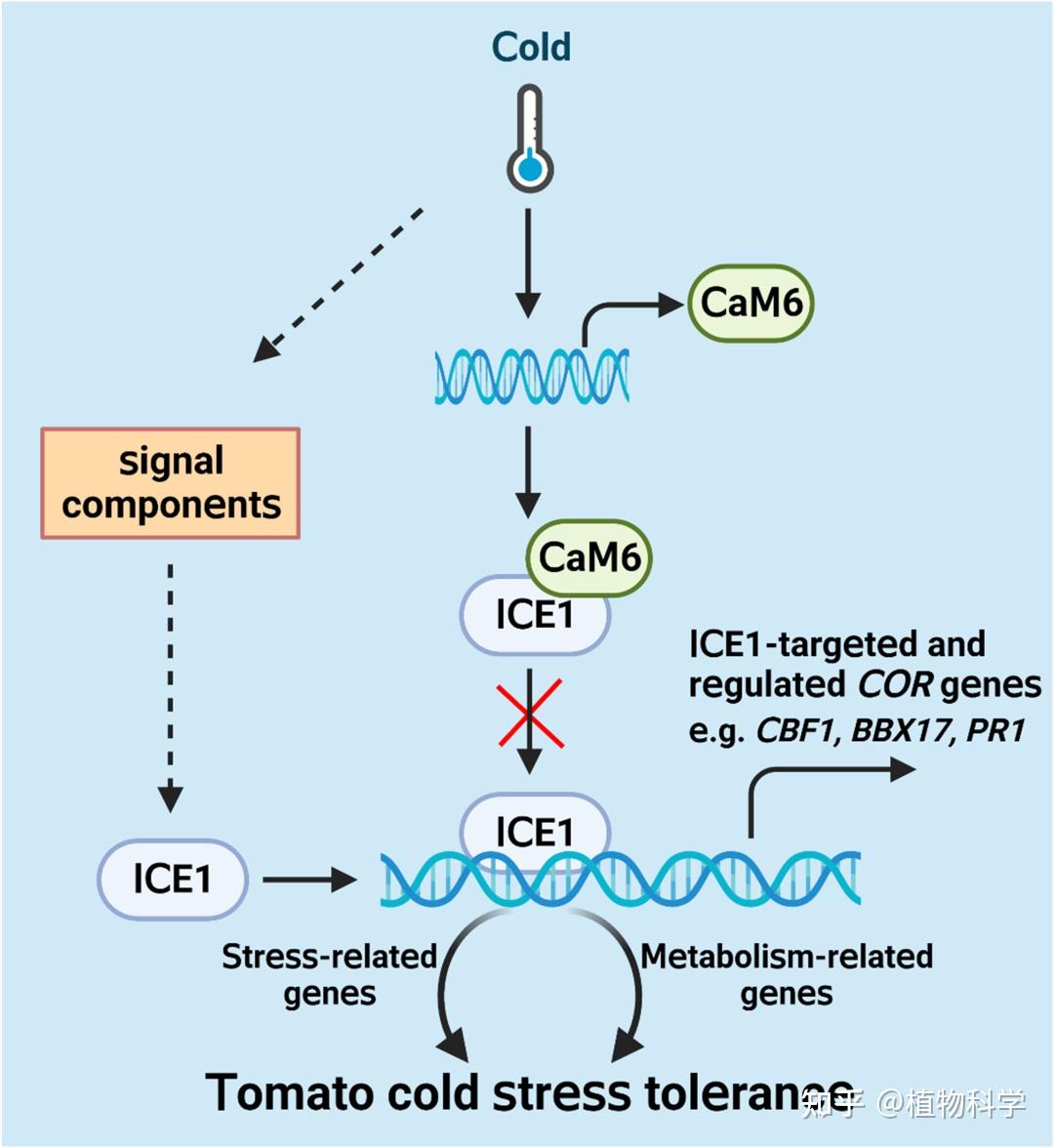 浙江大学周艳虹课题组揭示钙调蛋白CaM6在番茄低温抗性中的作用及机制 - 知乎
