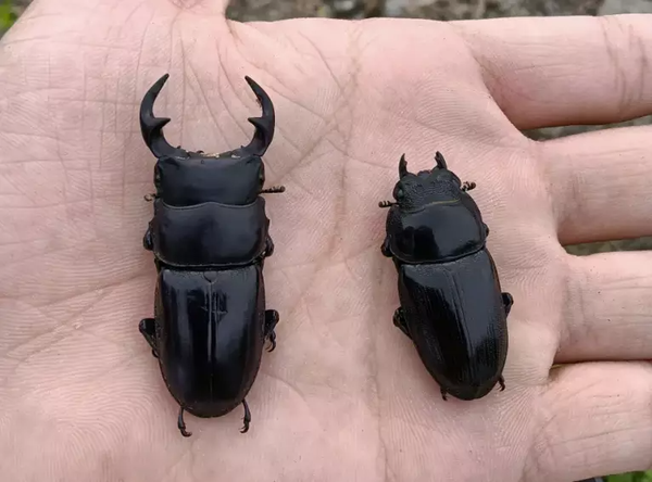 喜欢锹甲吗？宠物博主本土锹甲饲养体验 - 知乎