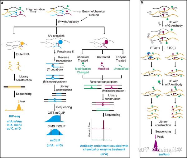 盘点 | 五大检测技术揭秘热门RNA修饰，全面解析表观转录组！ - 知乎