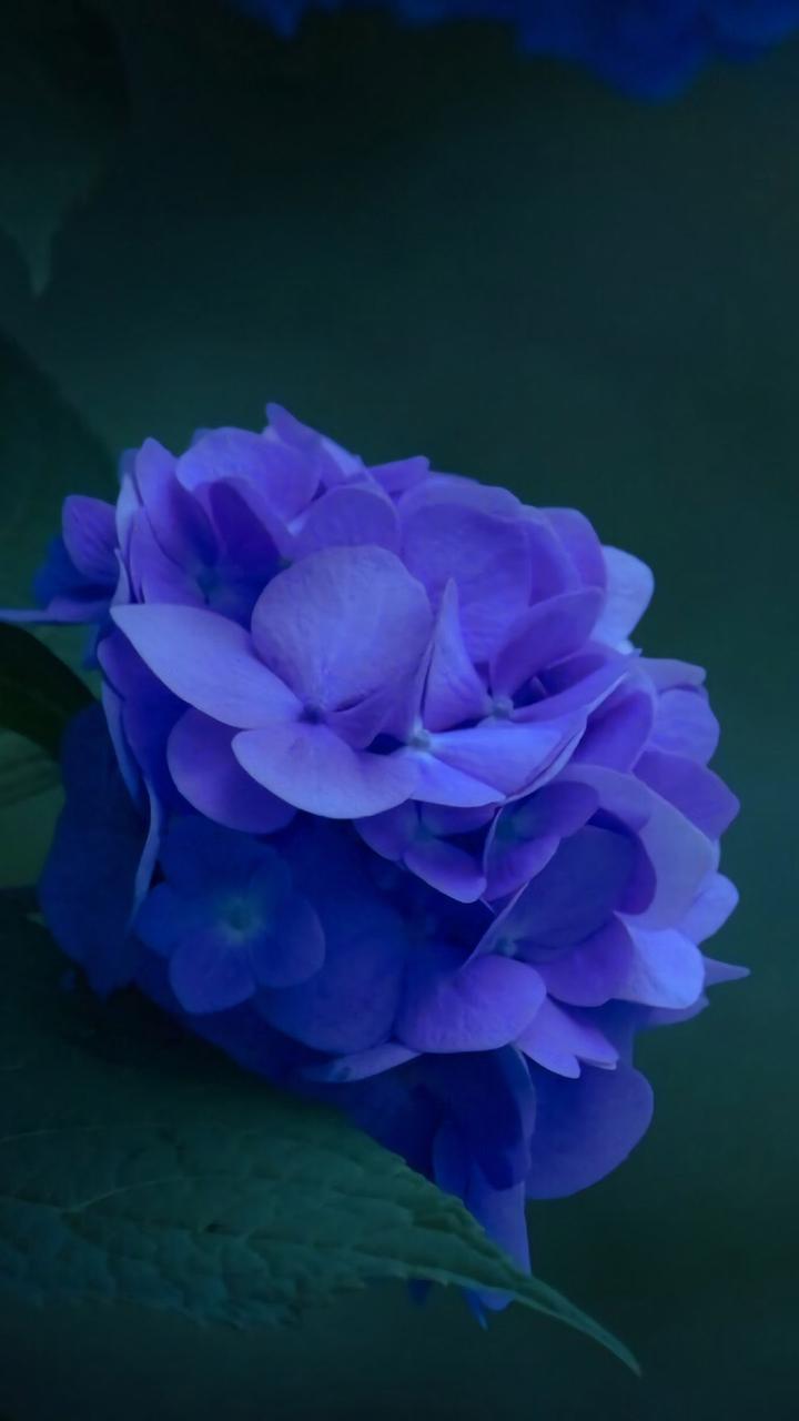 超美手机壁纸（花卉组图28张） - 知乎