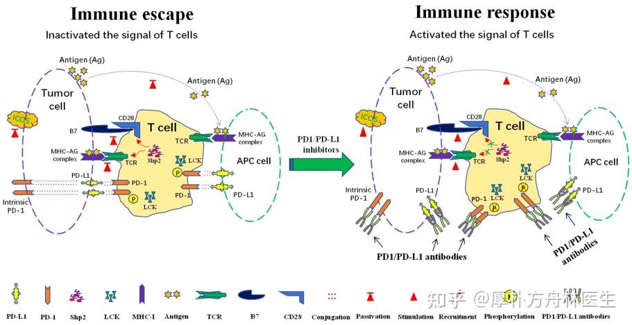 PD-1和PD-L1肺癌患者该如何选择？ - 知乎