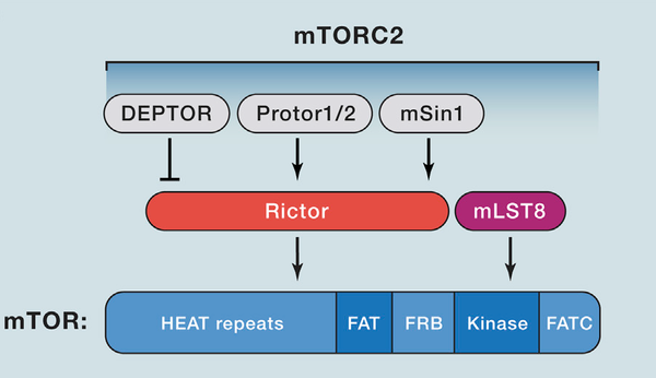干货 | 揭开mTOR神秘面纱 - 知乎