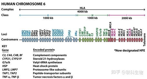 ELISA系列MICB - 知乎
