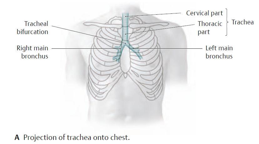 肺内支气管和肺段 - 知乎