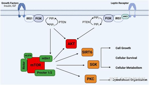 Cell子刊综述：一文详细了解mTOR对细胞代谢的调节 - 知乎
