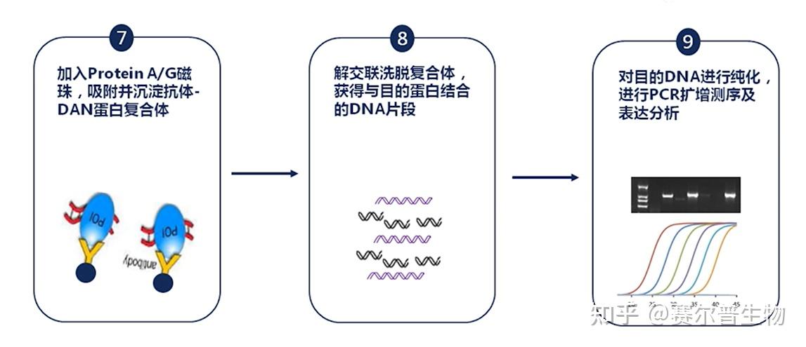 能讲解一下ChIP qPCR实验的详细步骤吗? - 知乎
