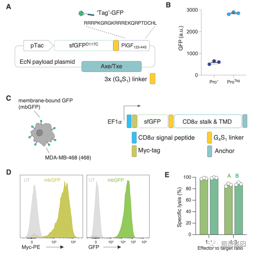 Science | 益生菌引导的CAR-T细胞用于实体瘤靶向治疗 - 知乎