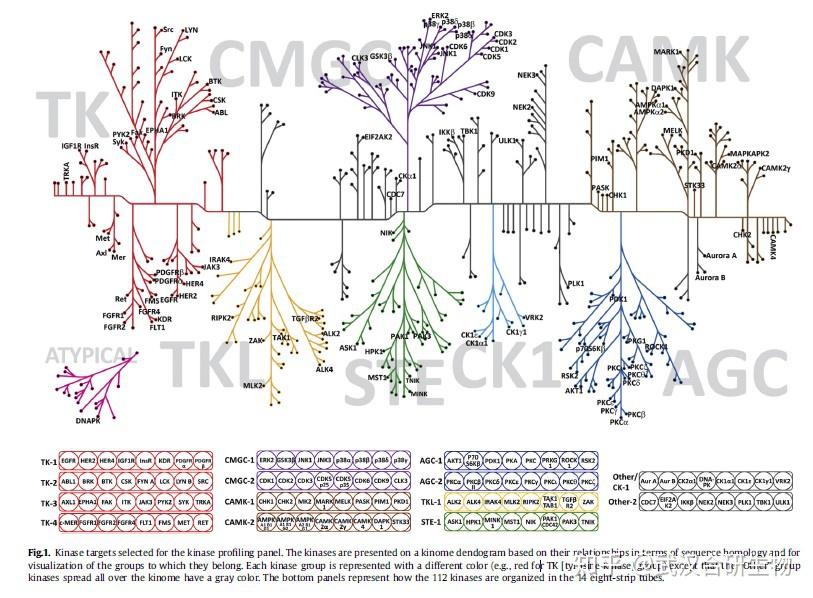 Kinase Selectivity Profiling Systems - 知乎
