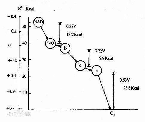 Active Inference in the brain|自由能原则（FEP）概论 - 知乎