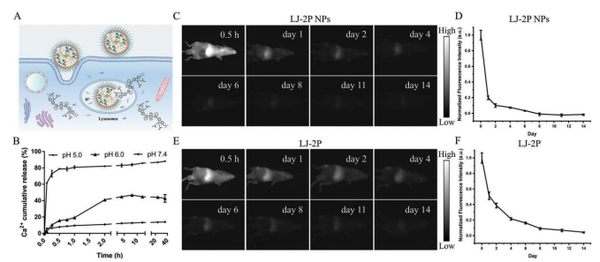 纳米探针 | PEE策略提高NIR-II荧光团亮度和减少NIR-II荧光团的肝脏保留率 - 知乎