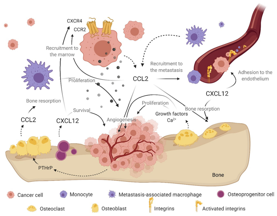什么是趋化因子配体2 (CCL2)？ - 知乎