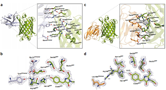 GFP亮不亮，纳米抗体说了算 - 知乎