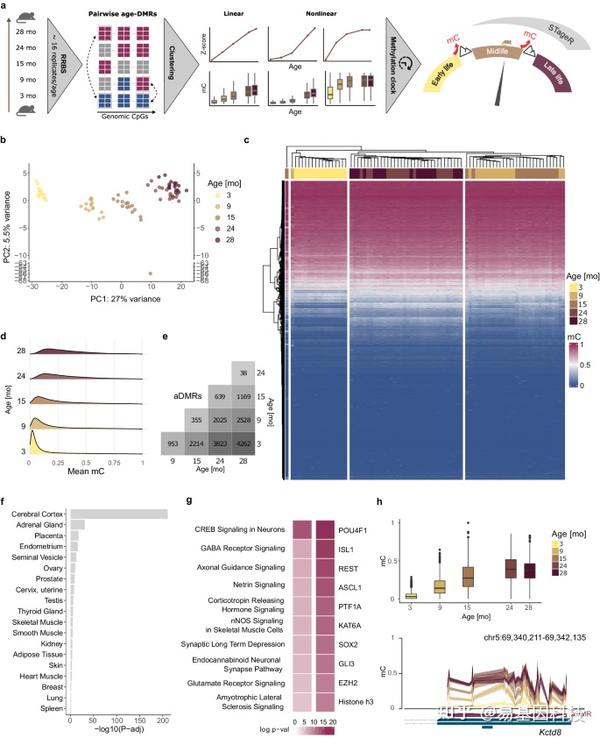 易基因：Nat Commun：RRBS测序揭示小鼠衰老过程中的DNA甲基化变化轨迹｜研究速递 - 深圳市易基因科技 - 博客园