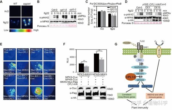JIPB | 中国农业大学孙文献/崔福浩课题组发现植物磷酸酶CPL1调控抗病性的新机制 - 知乎