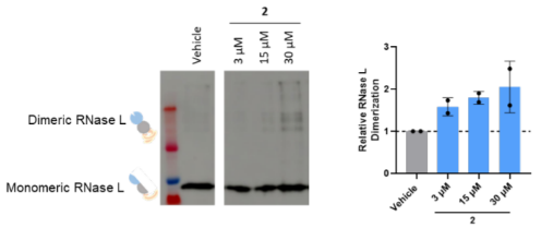 DELopen文献解读 | DEL Screening To Inform Design of a RiboTAC - 知乎