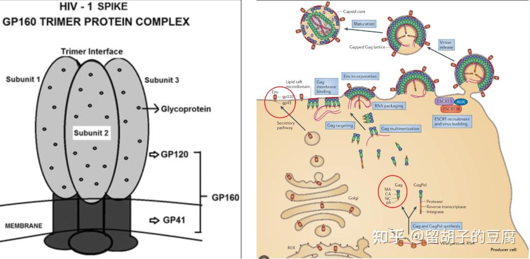 PNAS|共表达gag蛋白和嵌合Spike，开发VLP新冠mRNA疫苗 - 知乎