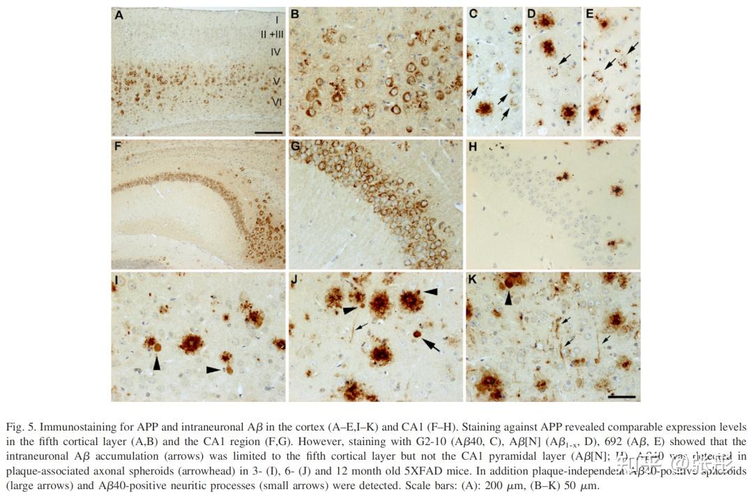 5xFAD（五转）五转家族性阿尔茨海默病模型小鼠 - 知乎
