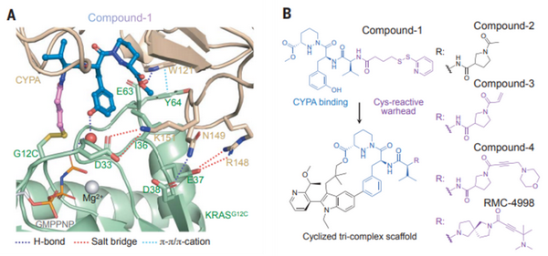 Science：靶向突变KRAS与分子伴侣蛋白的活性状态 - 知乎