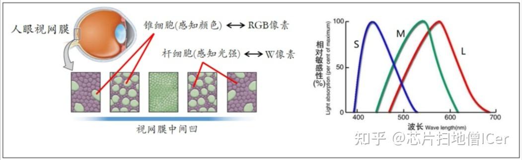 【知识分享 1--ISP】「CFA 滤色阵列」：RGGB / RYYB / RGBW 传感器谁是未来？ - 知乎
