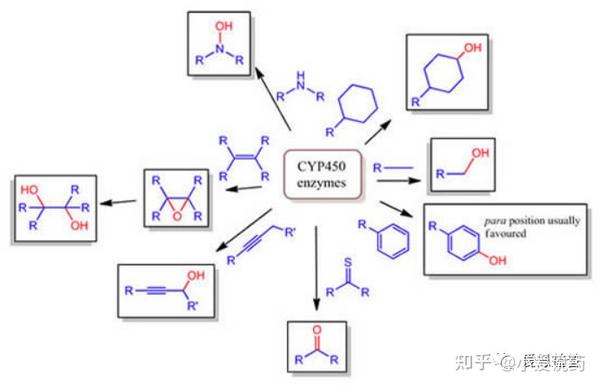 《爱求索》之药物代谢评价基础篇——CYP450_药代动力学检测 - 知乎