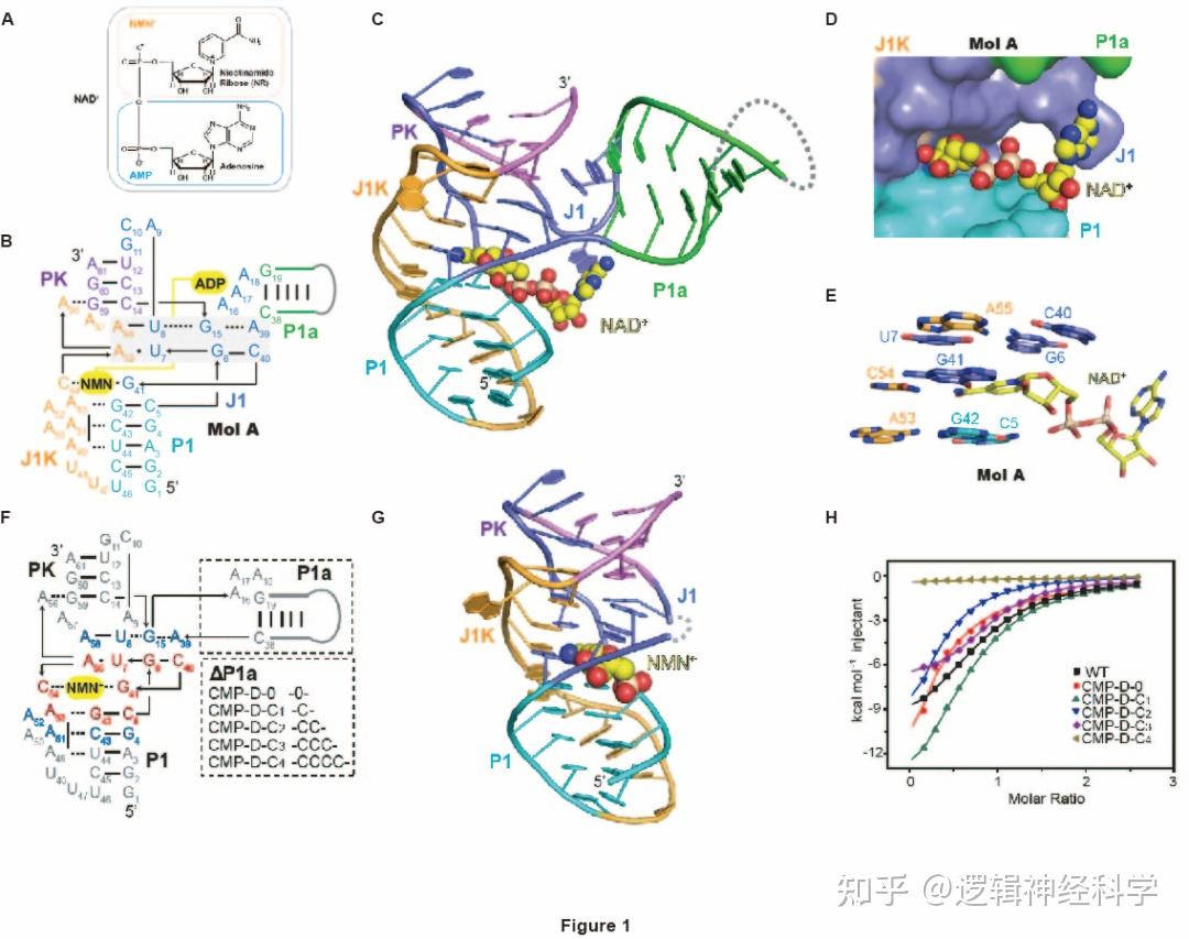 NAR︱浙江大学任艾明团队揭示新型NAD+-II核开关结构与作用机制 - 知乎