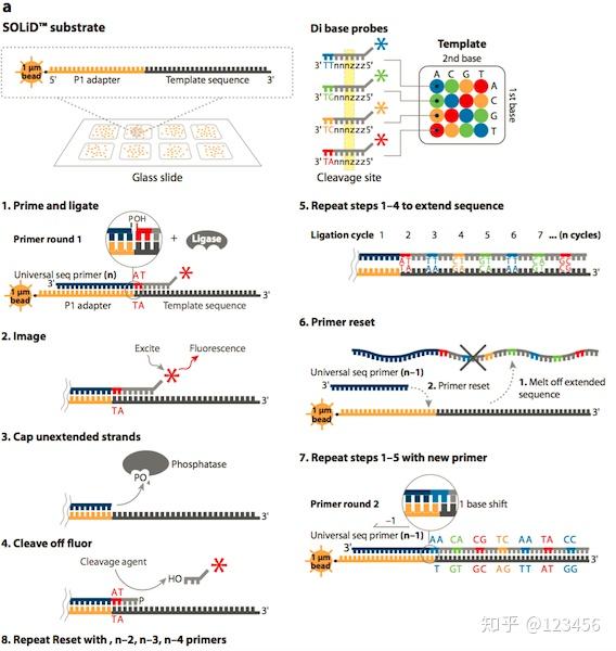 [测序仪原理] 二代测序：连接法测序-高通量和大数据的第二扇窗（1）：ABI-SOLID - 知乎