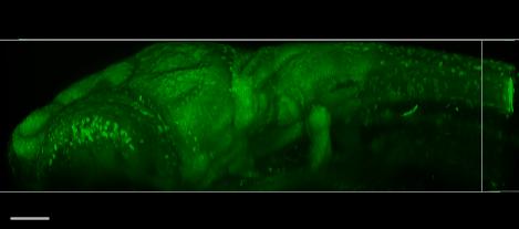 ImageJ实用技巧——3D渲染动画(插件篇) - 知乎