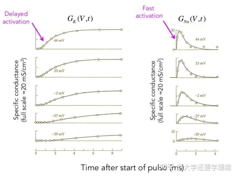 神经元细胞膜模型：Hodgkin-Huxley Model - 知乎