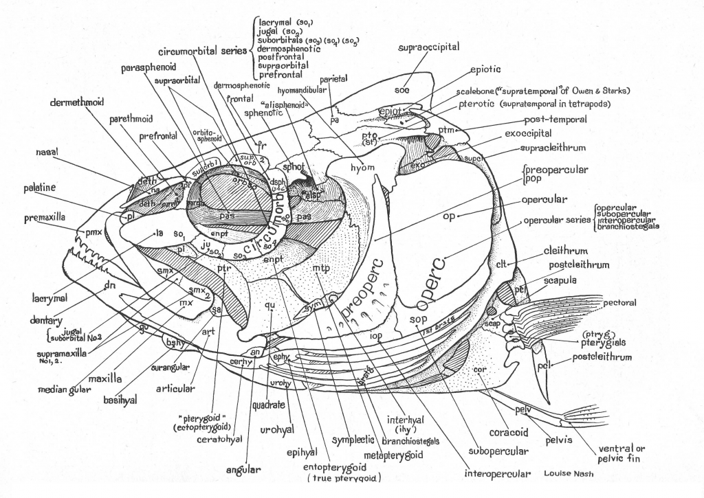 Morphology of the Vertebrate Skeleton(Ⅱ) - 知乎