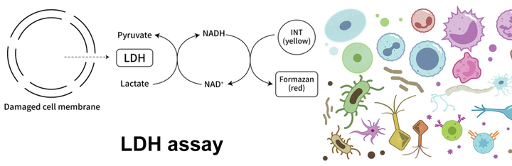 LDH检测实验——原理、步骤、注意事项、示例图 - 知乎
